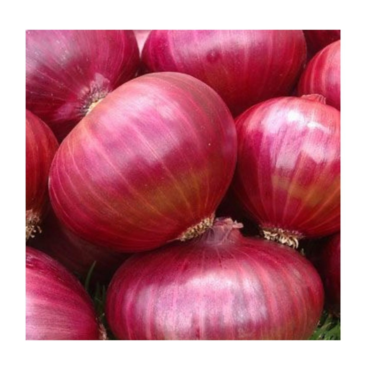 Buy Fresh Red Onion | Premium Export Quality | 45mm+, 55mm+, 65mm ...