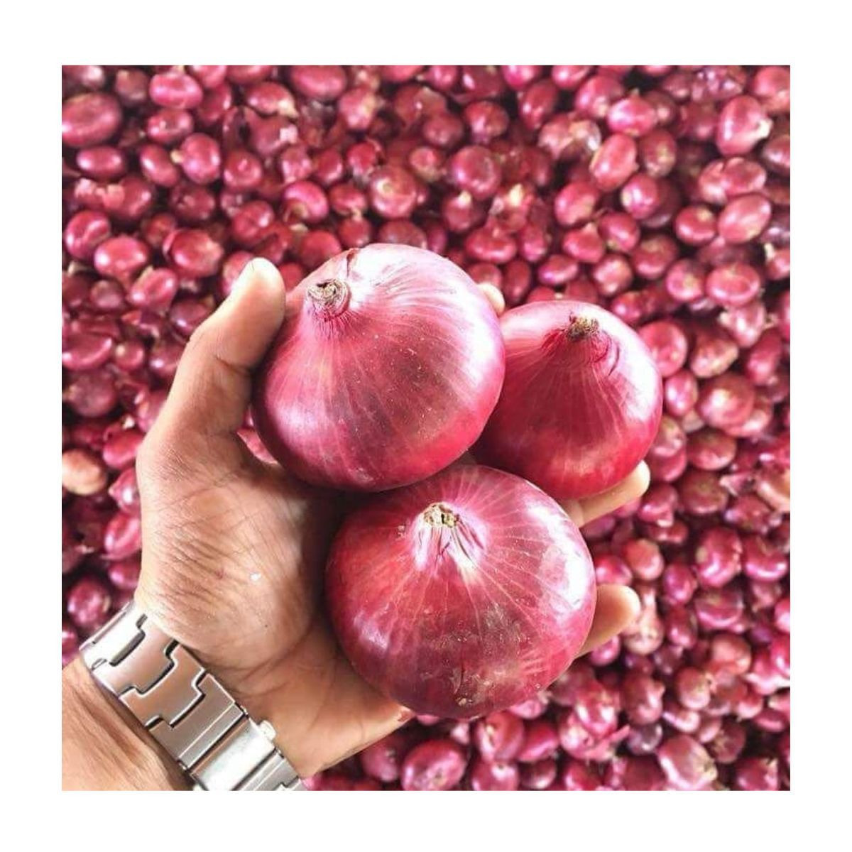 Buy Fresh Red Onion | Premium Export Quality | 45mm+, 55mm+, 65mm ...