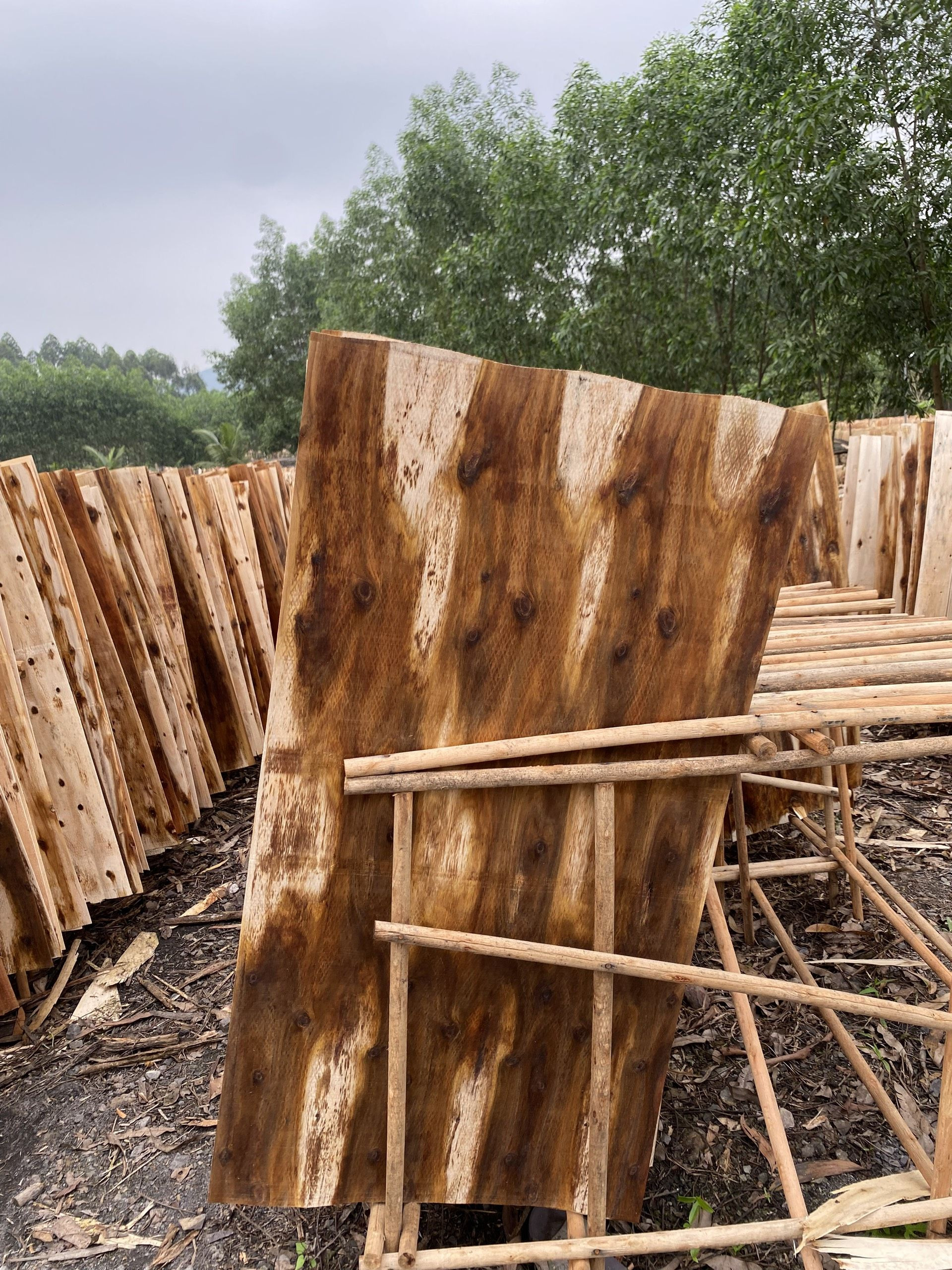 Buy Acacia Core Veneer from GMEX.,JSC, Vietnam | Tradewheel.com