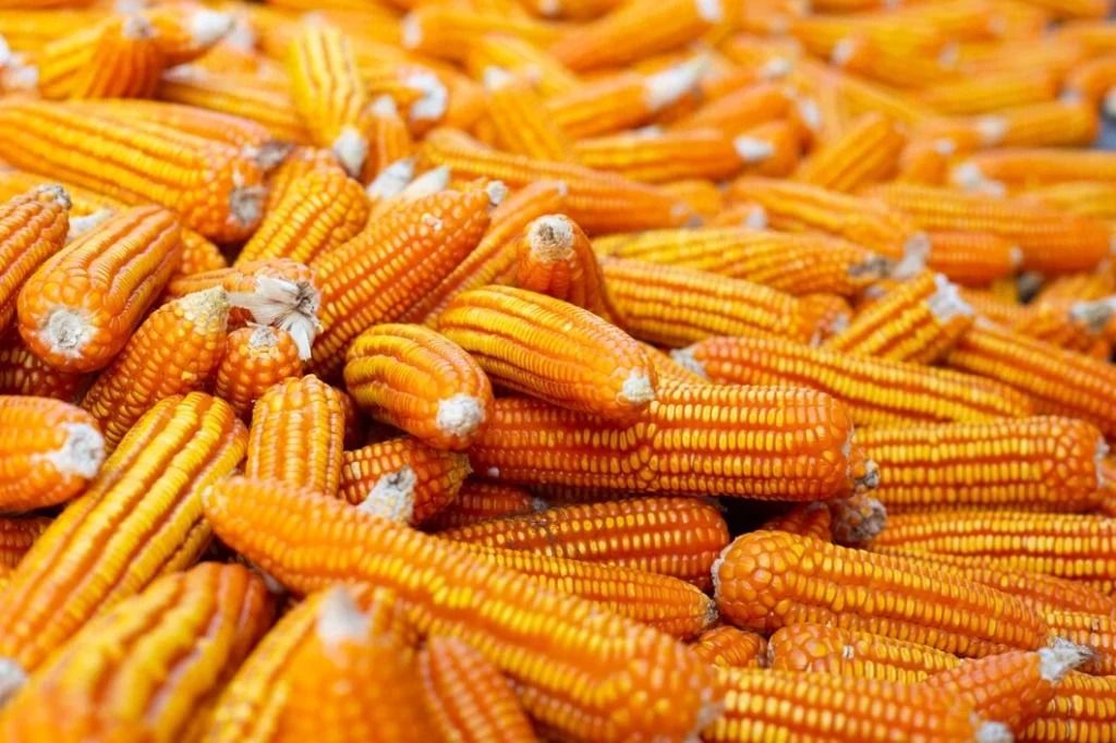 Buy High-energy Yellow Corn Animal Feed – Premium Livestock Nutrition ...