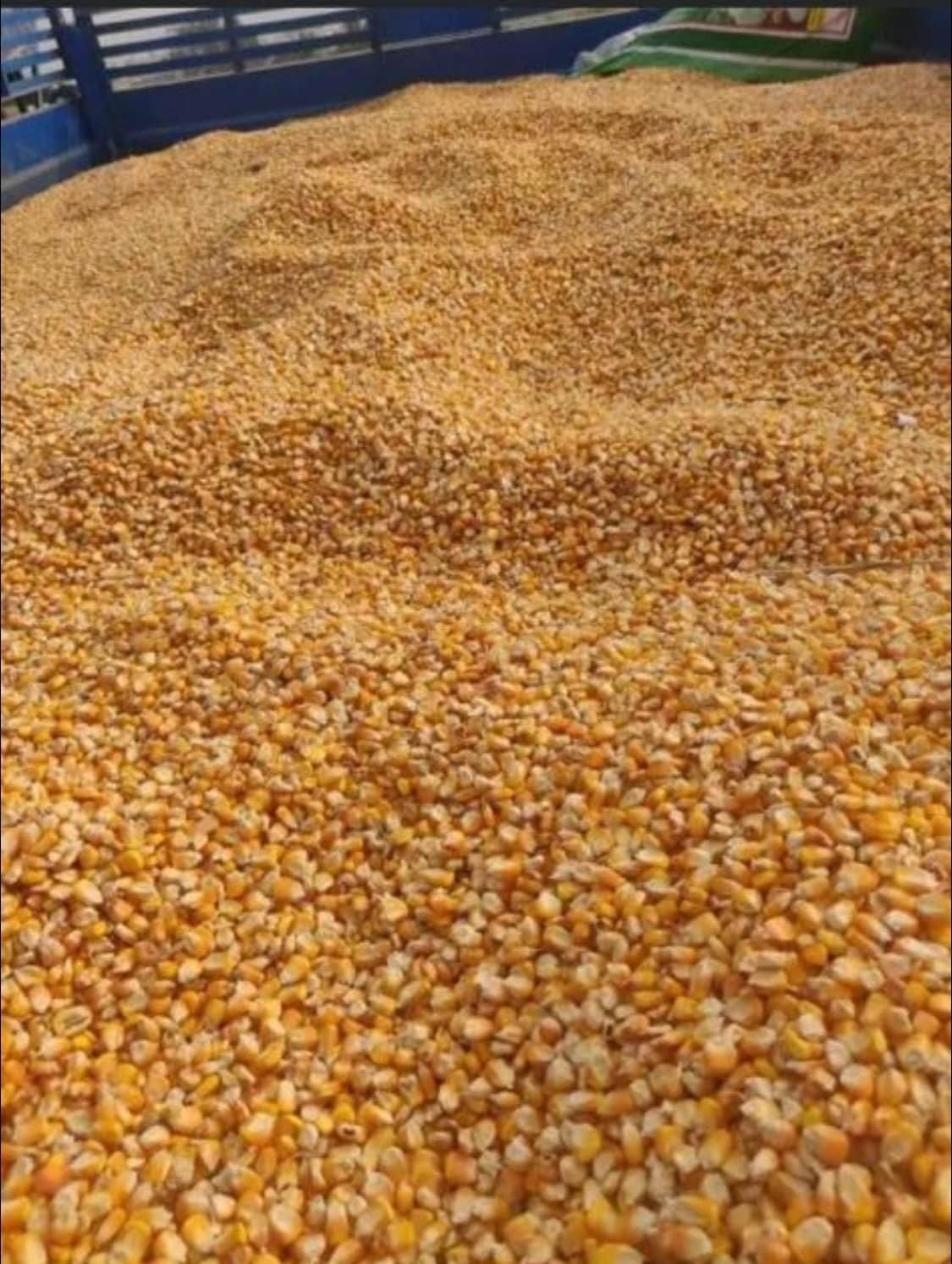 Buy Yellow Corn Directly From My Land from Direct from soil, Pakistan ...