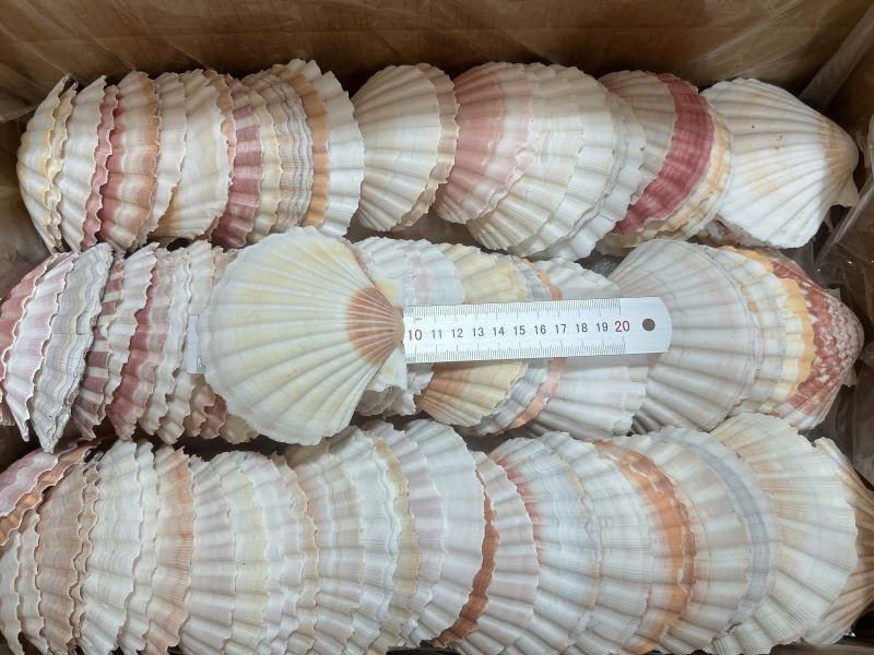 Buy Scallop Shell from BASEAFOOD 2 COMPANY, Vietnam | Tradewheel.com