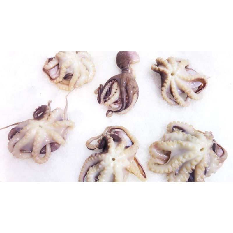 Buy Wholesale Fresh Octopus from Kertland KFT, Hungary | Tradewheel.com