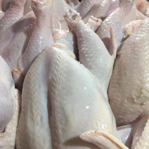 Buy Top Quality Frozen Halal Whole Chicken – Fresh Taste Guaranteed ...