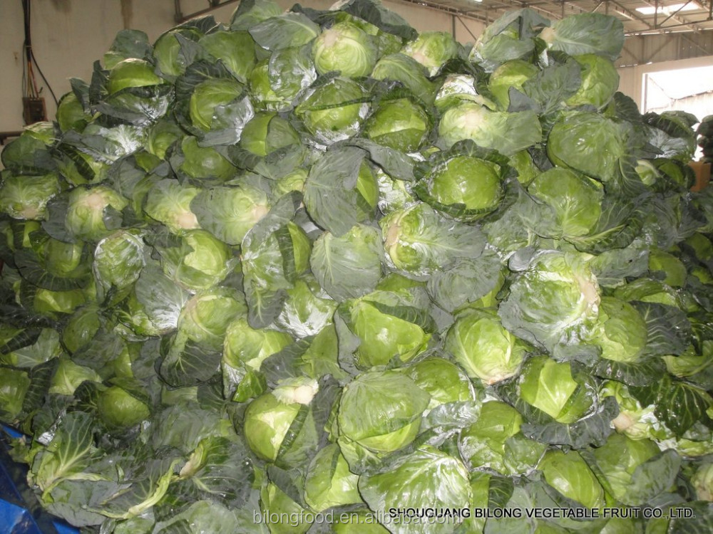 Buy Chinese Fresh Round Cabbage/beijing Cabbage /flat Cabbage Supplying ...