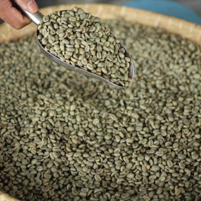Buy Arabica Green Beans from Alisha Global Export, Indonesia ...