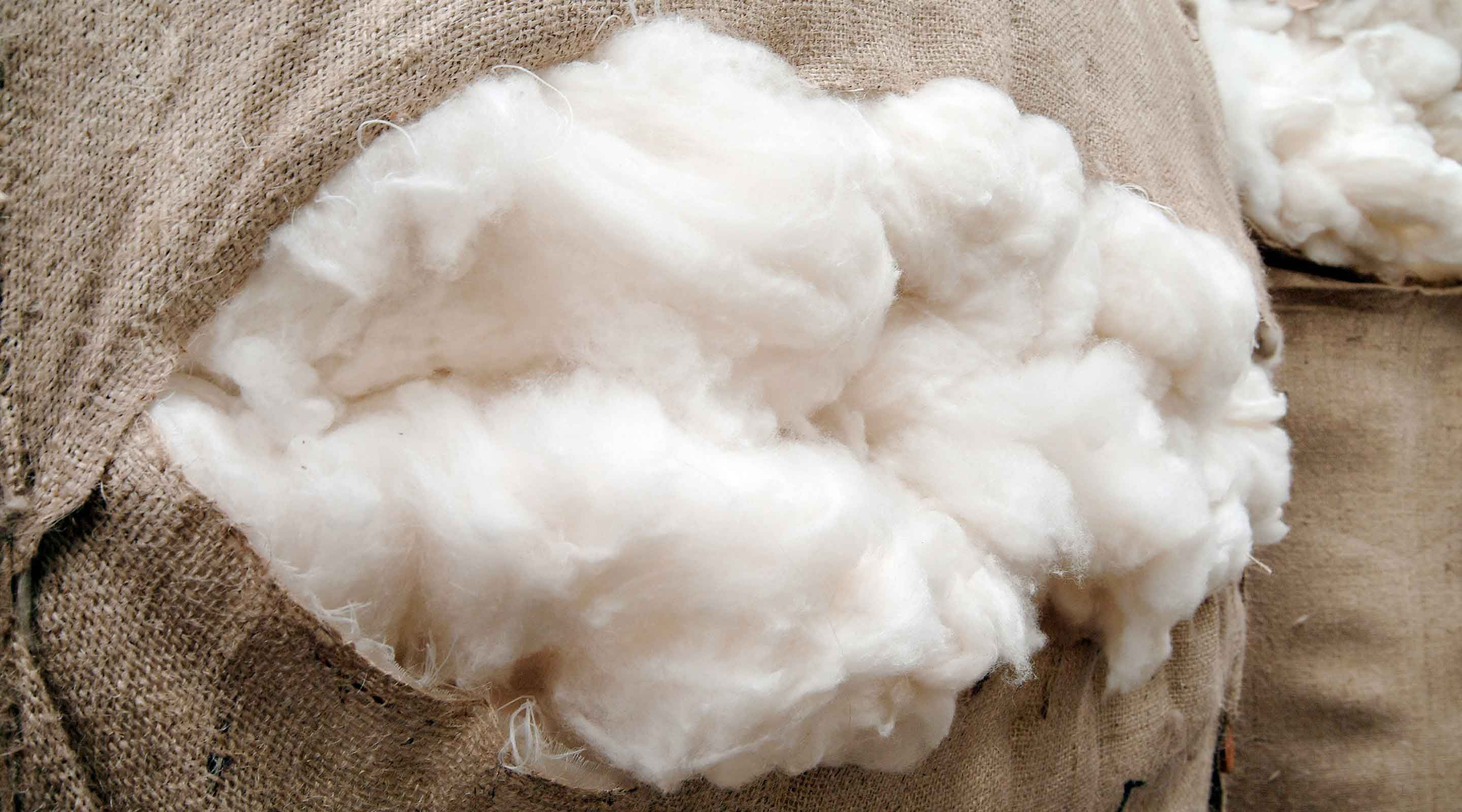 Buy Dehaired Yak Fibre Tibetan Yak Down 18.5micron from SG CASHMERE ...