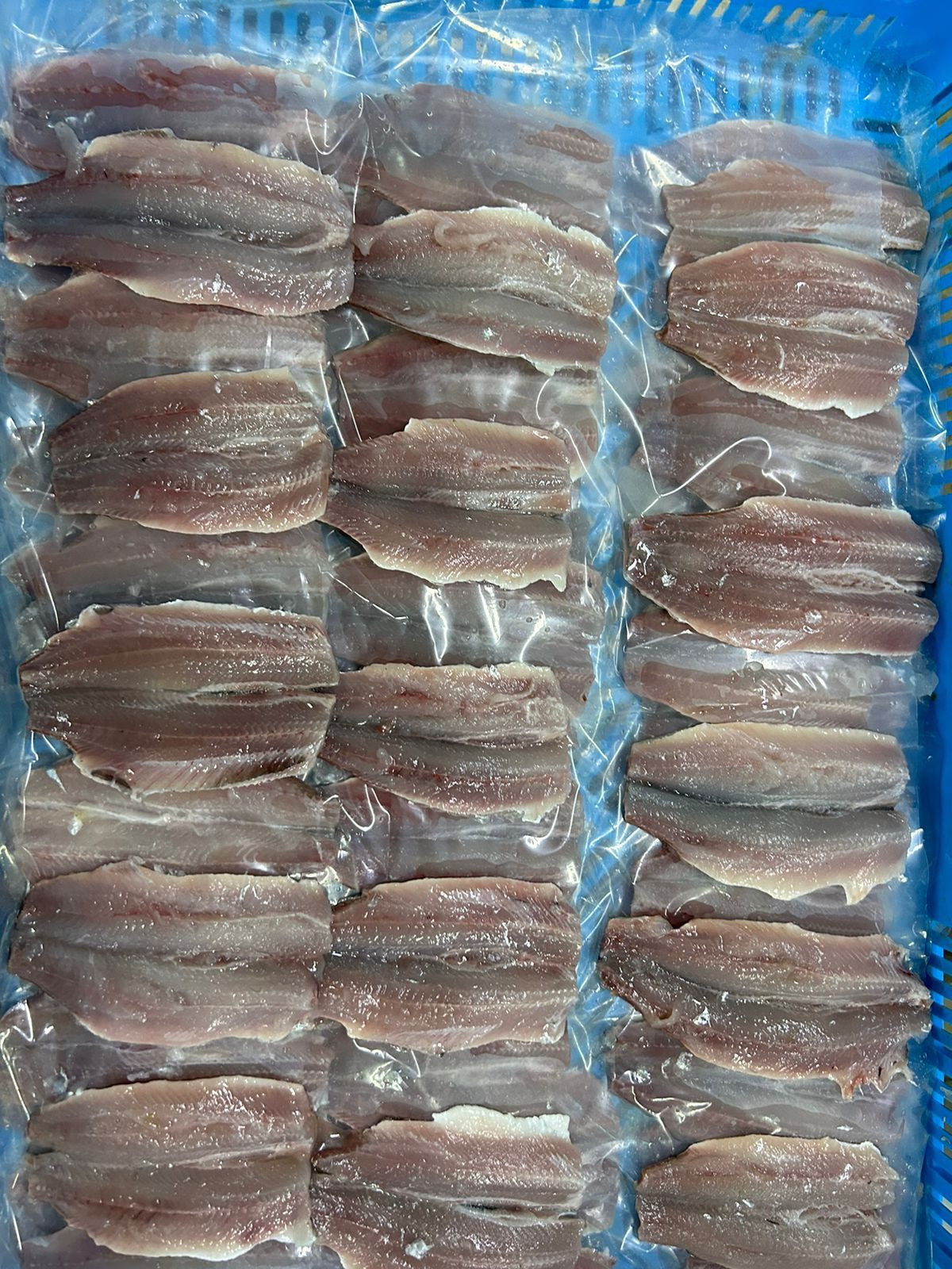 Buy Frozen Fillet Sardine from SOTRAGEL, Morocco | Tradewheel.com
