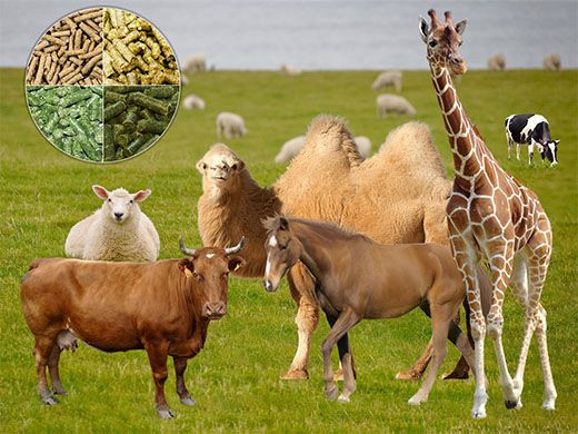 Buy Ruminant Feed Mill Plant from Henan Herm Machinery Co., Ltd., China ...