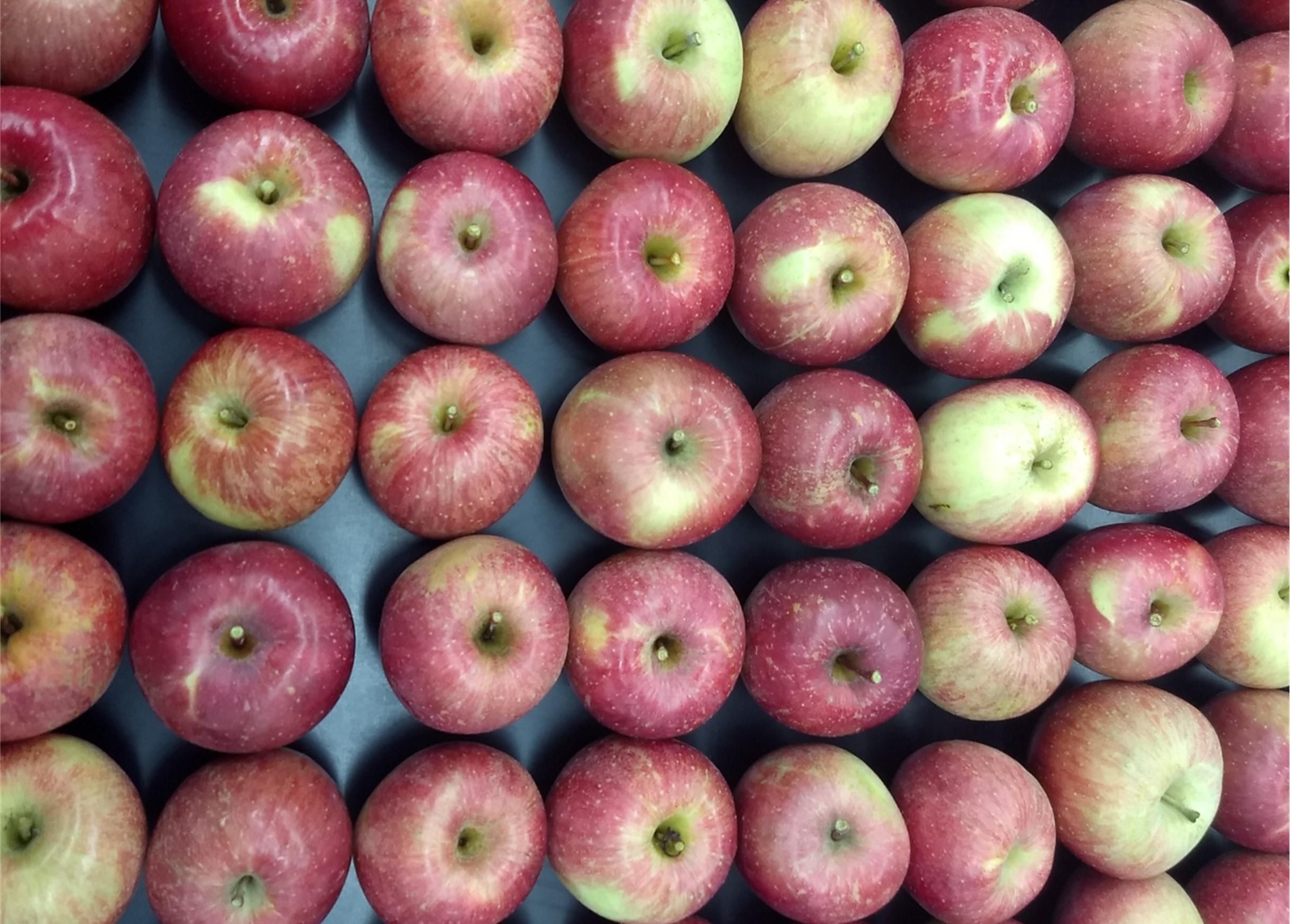Buy Best Selling Fresh Fuji Apples Grade A from Bright Future ...
