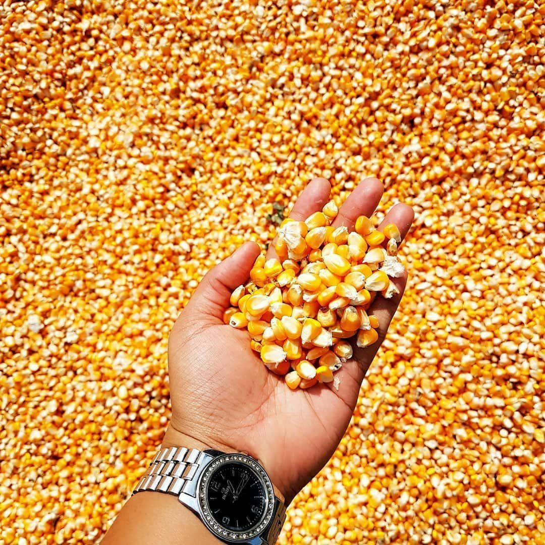 Buy Yellow Corn/maize For Animal Feed / Yellow Corn For Poultry Feed ...