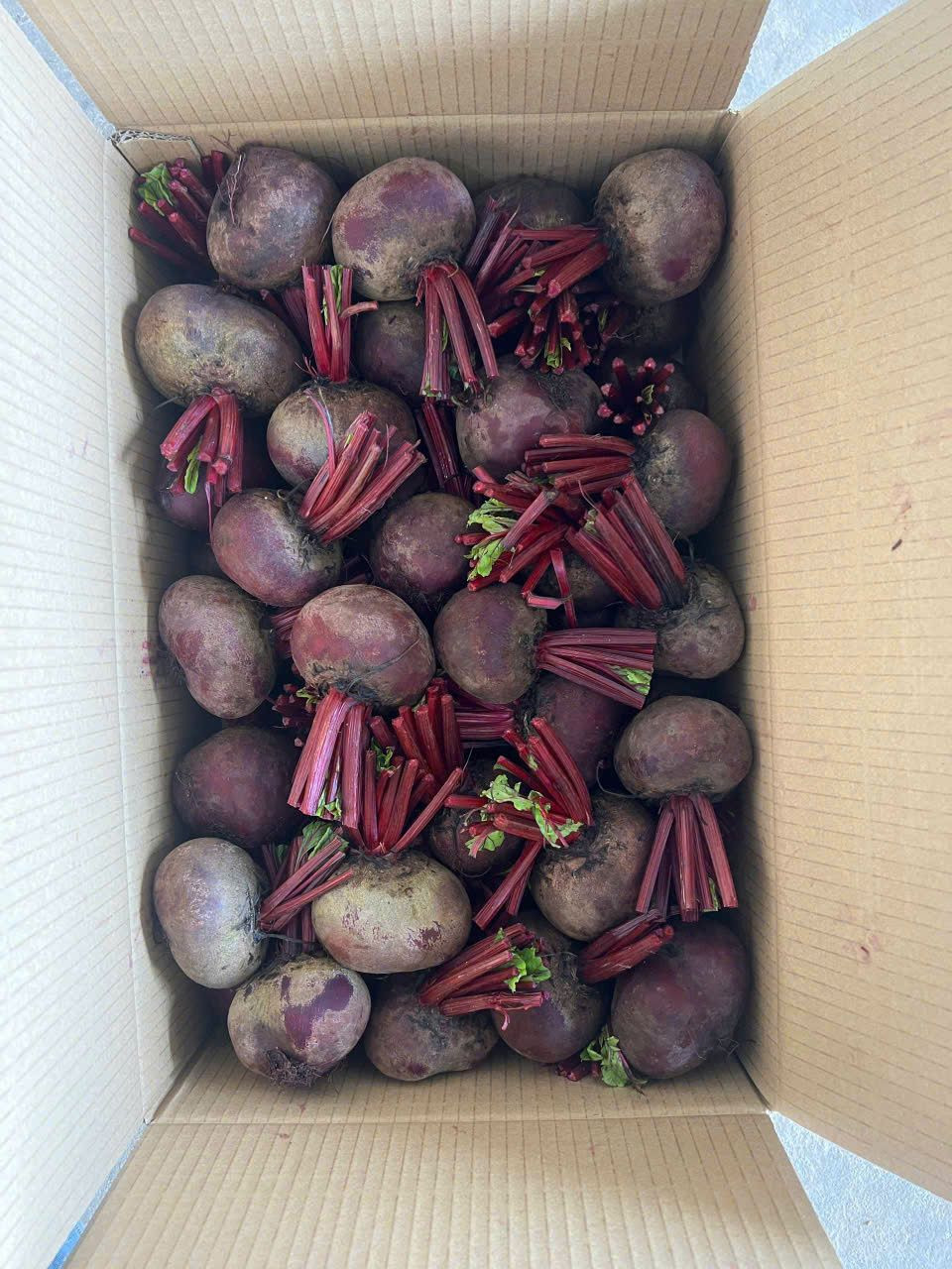 Buy Beetroot from AN DAT IMPORT-EXPORT CO., LTD, Vietnam | Tradewheel.com