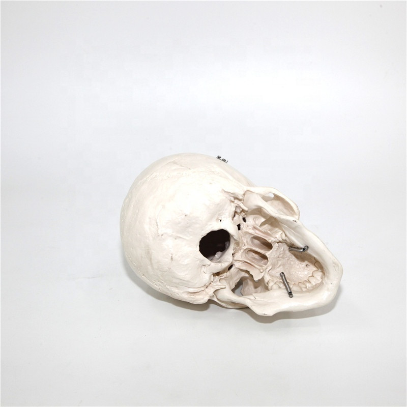 Buy Medical Anatomical Life Size Plastic Human Skull Model from Qinghua ...