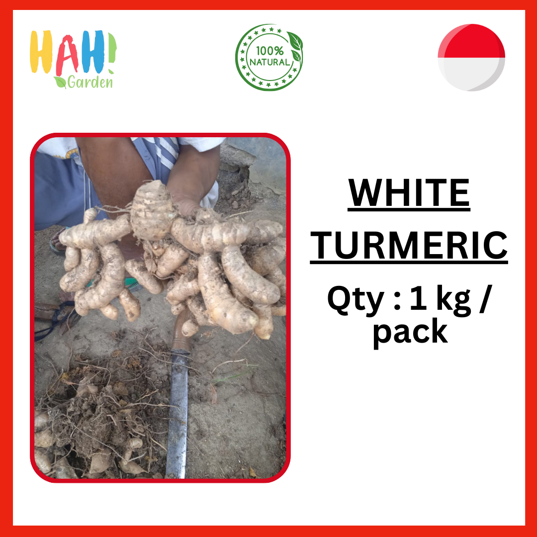 Buy White Tumeric from Artha Natura Sentosa, Indonesia | Tradewheel.com