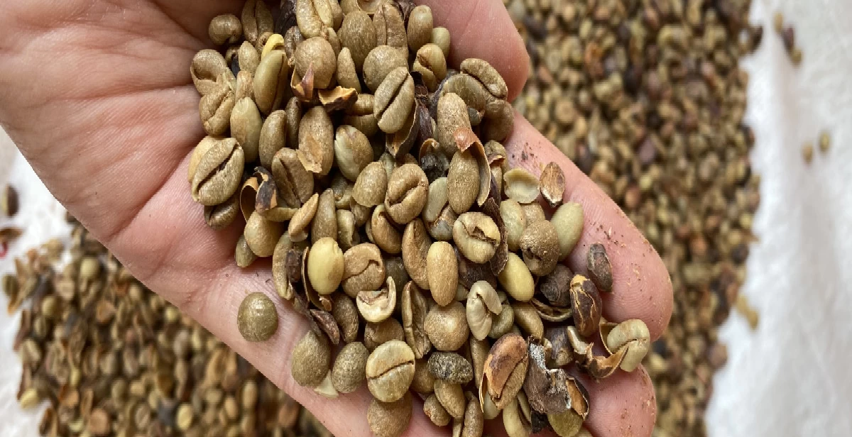 Buy Excelsa Coffee from CV. AKA MANDIRI INDONESIA, Indonesia ...