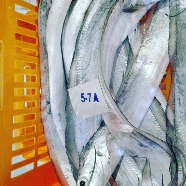 Buy Ribbon Fish Balochistan Frozen Horse Mackerel, Salmon,eel, Sea Bass ...