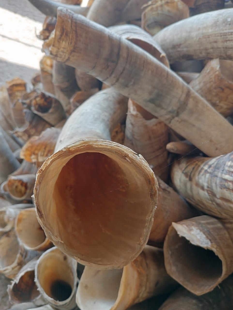 Buy Cow Horn And Hoof from Mainserve Nig Ltd, Nigeria | Tradewheel.com