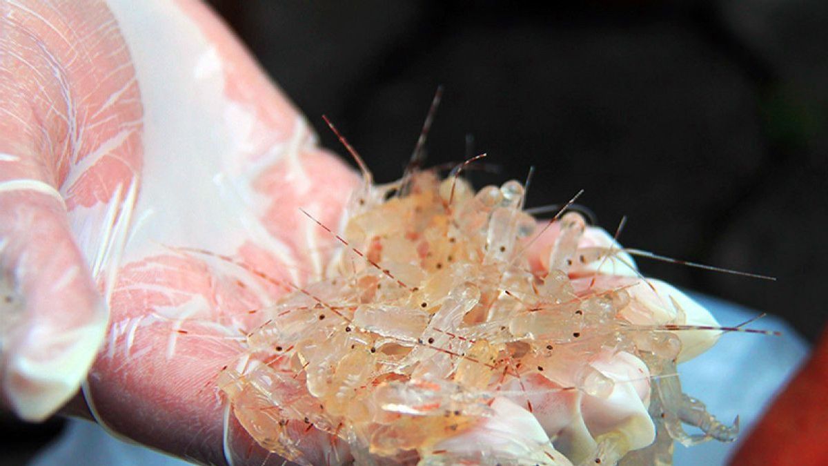 Buy Live Baby Lobster, Seed from PT ALAM SUKSES, Singapore | Tradewheel.com