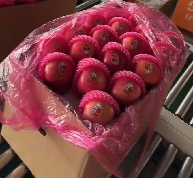 Buy Organic Fruit Fresh Fuji Apple from Chongqing Maxwell Trading Co ...