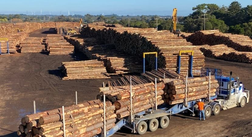 Buy Timber Logs Available In Wholesale from Intercontinental Trading ...