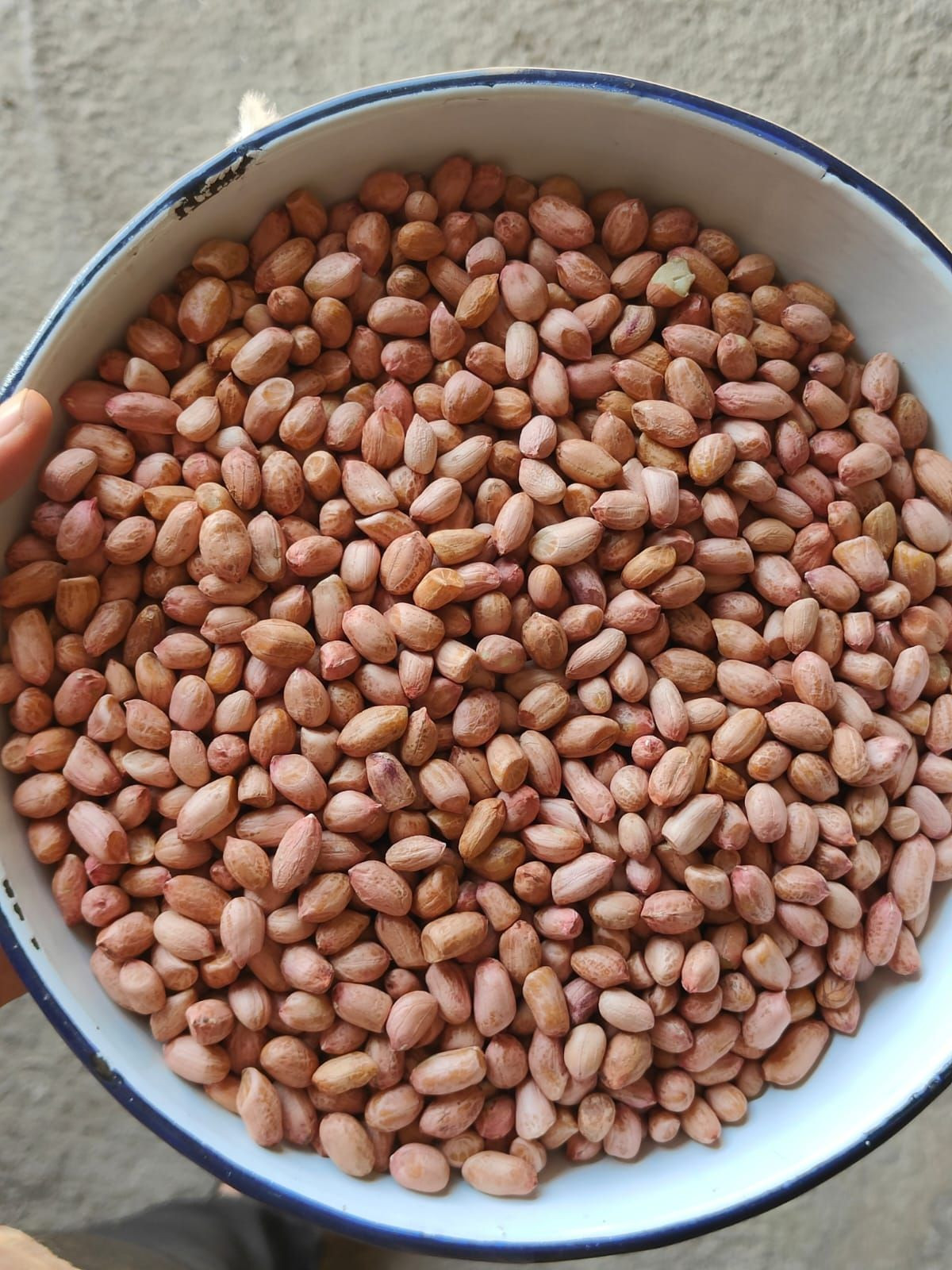 Buy Peanut - Premium Quality from Hawk Overseas, India | Tradewheel.com