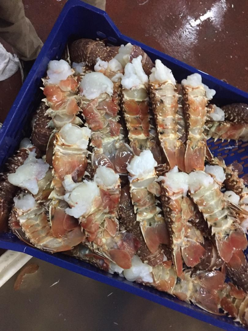 Buy Live Lobster from Elveth sarl, Mauritania | Tradewheel.com
