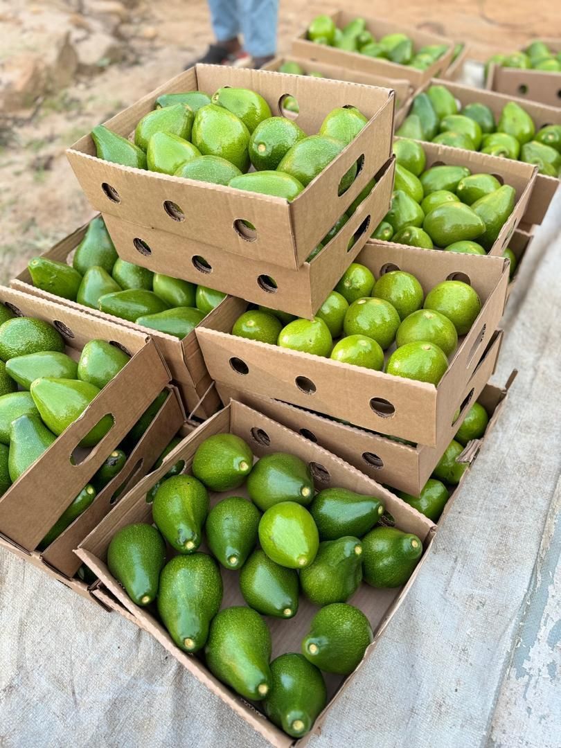 Buy Organic Jumbo And Hass Avocados $2.00 Per Kilo from Muvule, Uganda ...