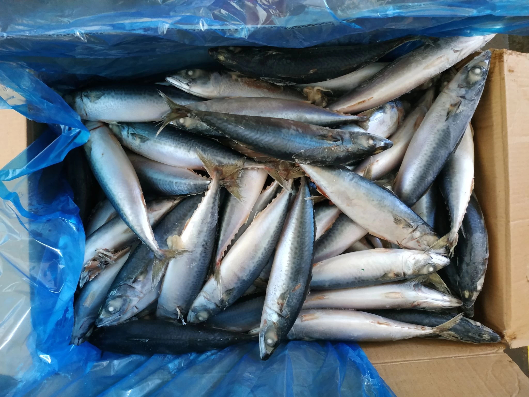 Buy Frozen Pacific Mackerel from Penglai Anyang Food Co.,Ltd, China ...