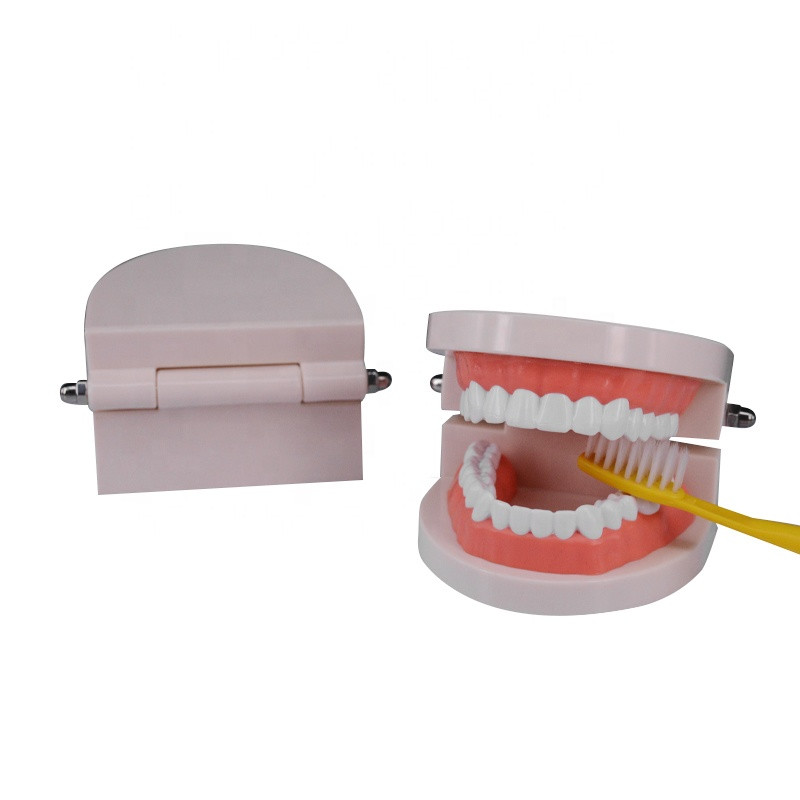 Buy Advanced Dental Plastic Teeth Model For Medical Teaching Use ...