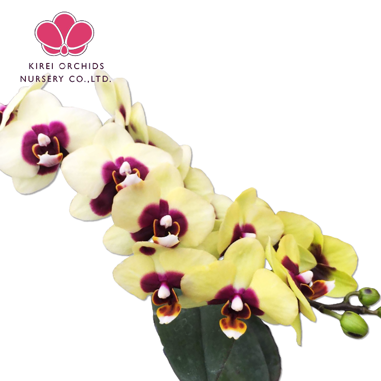Buy Green Panda Phalaenopsis Orchids Flask Seedlings from KIREI ORCHIDS ...