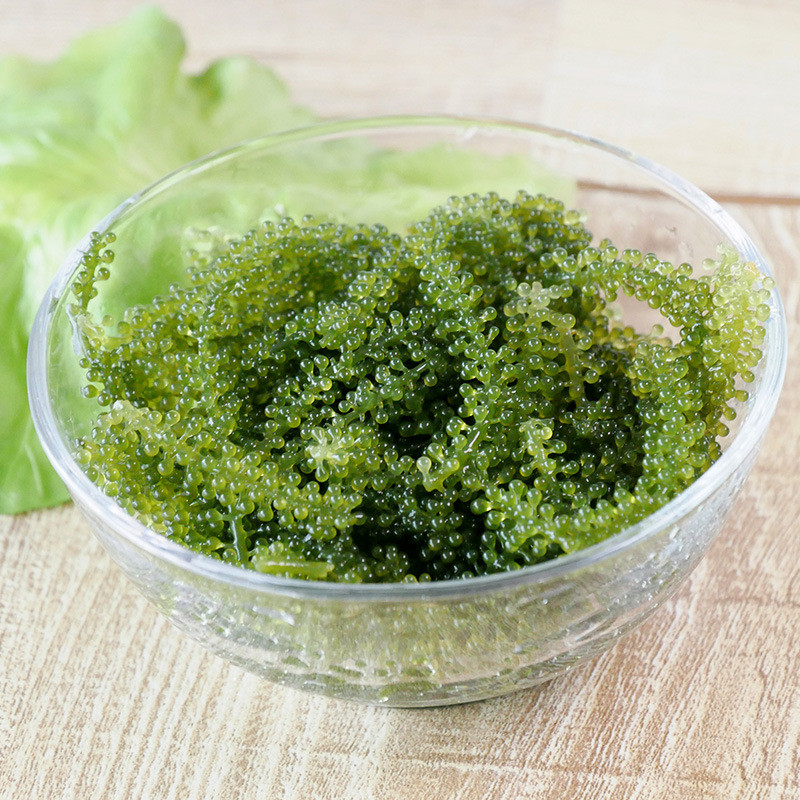 Buy Lato Sea Grapes Caulerpa Lentillifera from VIET D.E.L.T.A ...