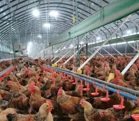 Buy Steel Structure Chicken House Broiler House Farm Shed Poultry ...