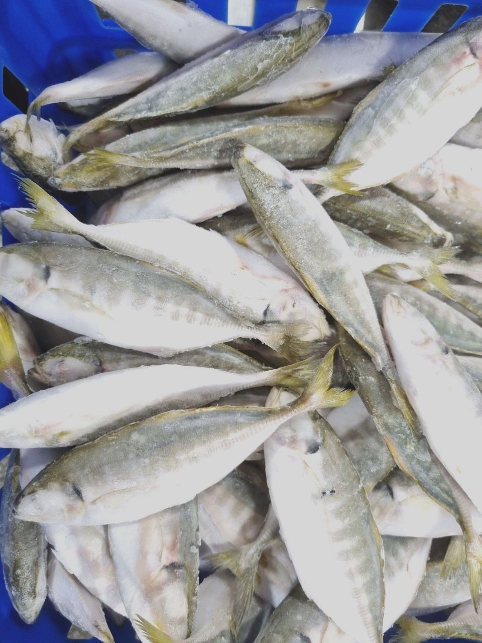 Buy Yellowtail Scad from BASEAFOOD 2 COMPANY, Vietnam | Tradewheel.com