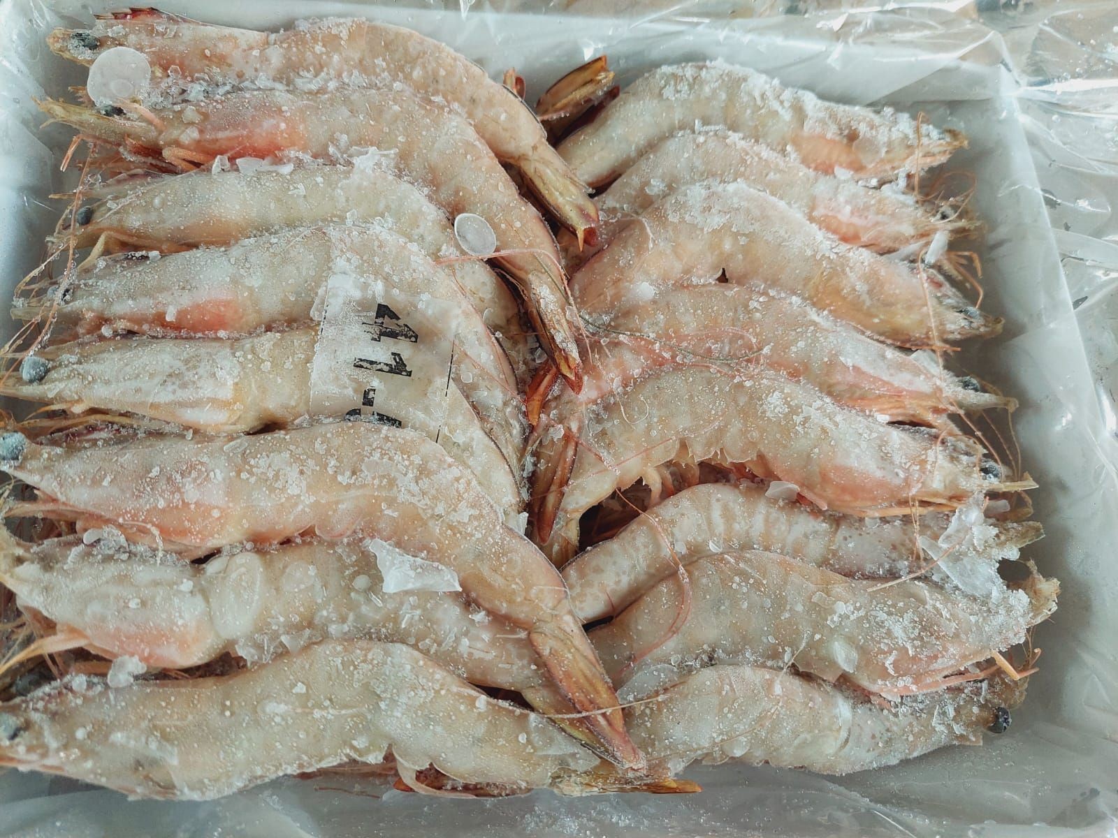 Buy Vannamei Shrimp from ocean & co, Indonesia | Tradewheel.com