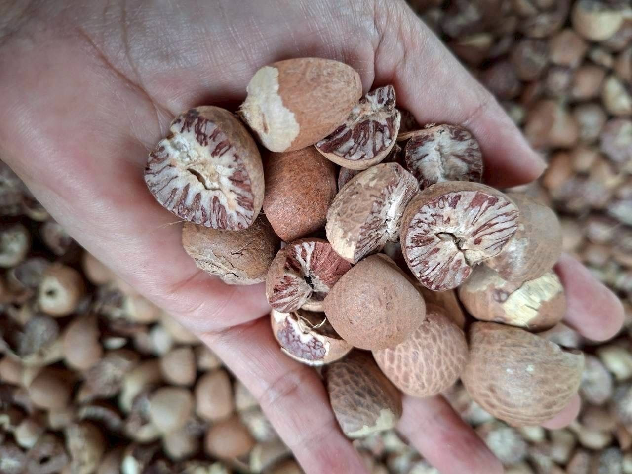 Buy Dried Betel Nuts (split) from PJ Holdings, Thailand | Tradewheel.com