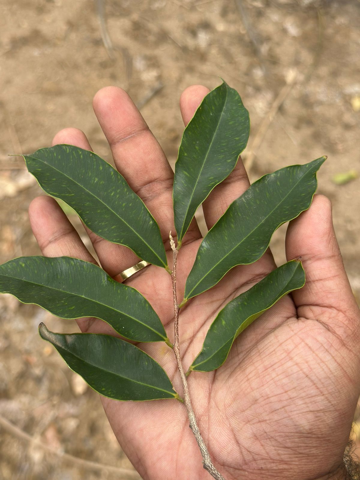 Buy Agar Tree/ Agar Woods from RRFarms, India | Tradewheel.com