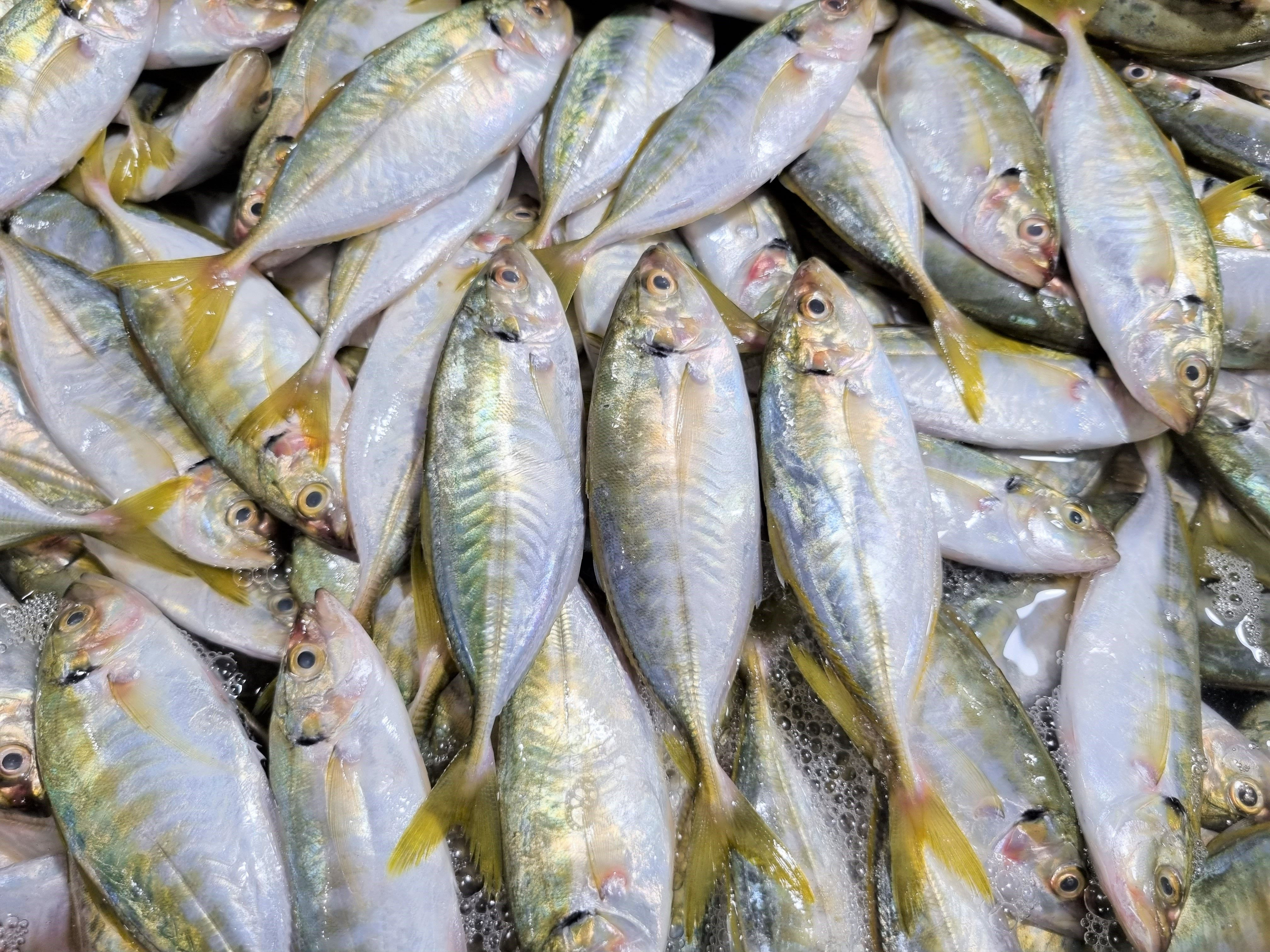 Buy Yellowtail Scad from BASEAFOOD 2 COMPANY, Vietnam | Tradewheel.com