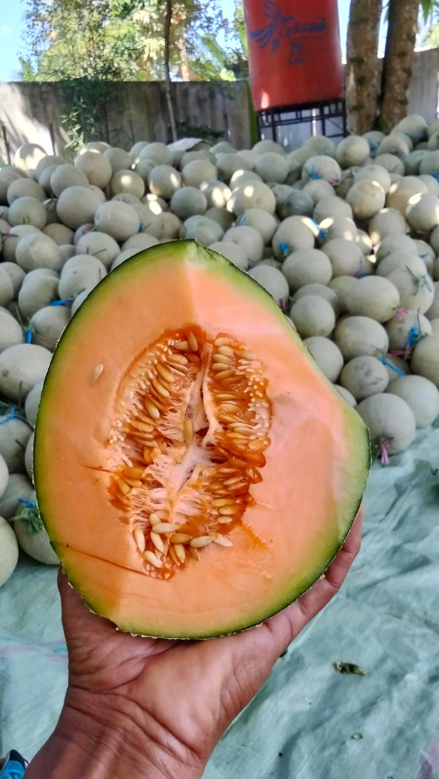 Buy Fresh Melon from Commodity Sumatra Trade, Indonesia | Tradewheel.com