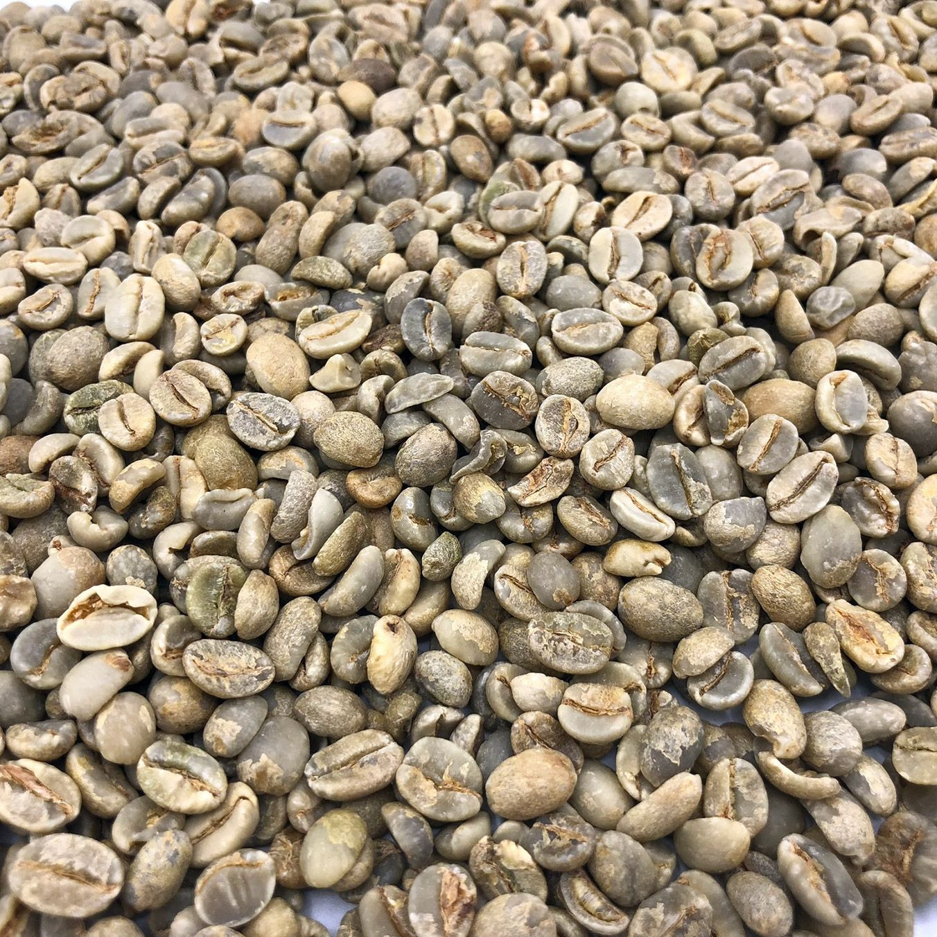 Buy Premium Robusta Coffee Bean Freshly Roasted Coffee Bean Rich Aroma ...