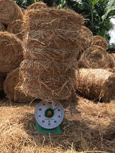 Buy Best Rice Straw/hay For Animal from GIA GIA NGUYEN CO., LTD ...