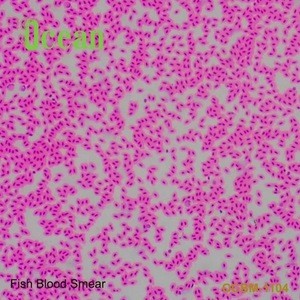 Buy Fish Blood Smear Zoology Slides For Medical Research On Prepared ...