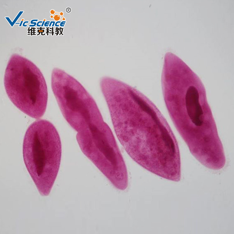 Buy Medical Parasite Prepared Slides,parasitology Glass Slides ...