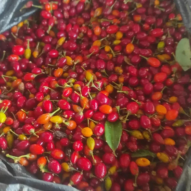 Buy Erythroxylum Novogratense / Coca Seeds / Erythroxylum ...