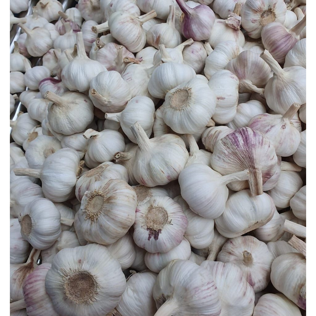 Buy Fresh Garlic Bulk Supply Premium Quality Natural Fresh Garlic With ...