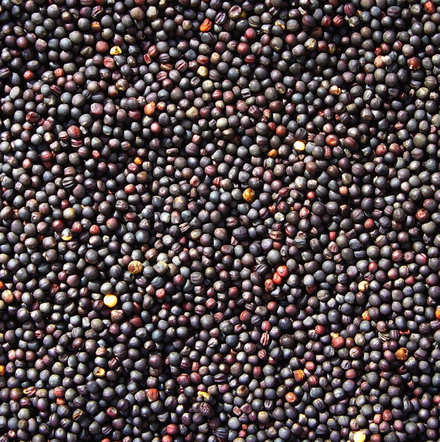 Buy Organic Rapeseed New Crop Oil Seeds Seeds For Planting Industrial ...