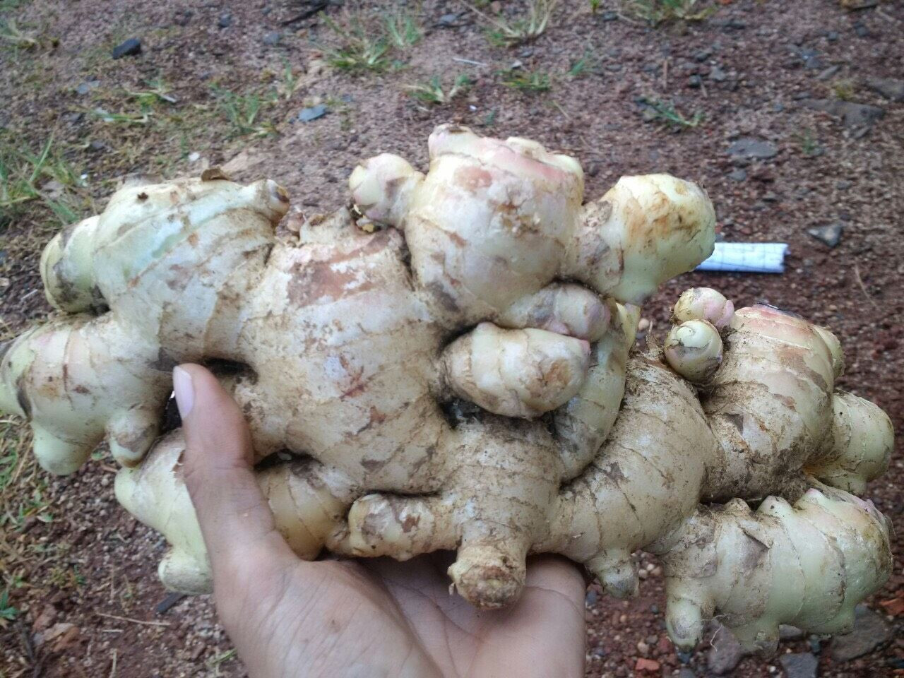 Buy Vietnam Ginger - Elephant Ginger - Jahe Merah from T&T Agri Import ...