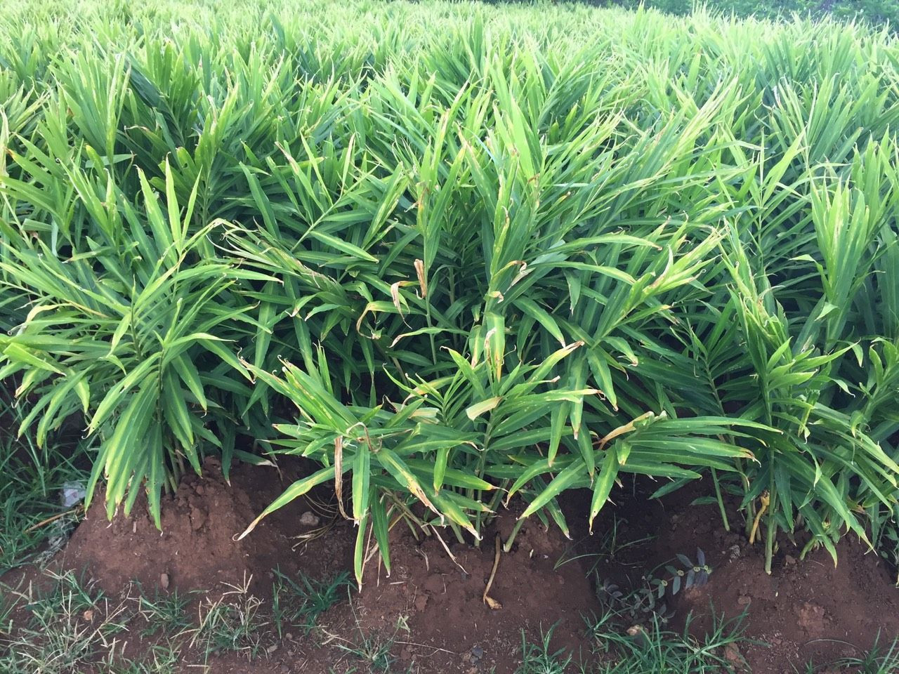 Buy Vietnam Ginger - Elephant Ginger - Jahe Merah from T&T Agri Import ...