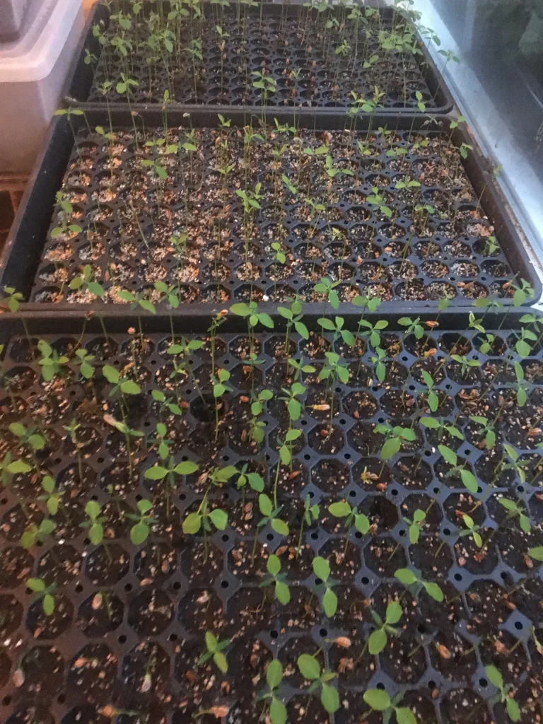Buy Erythroxylum Novogratense / Coca Seeds / Erythroxylum ...