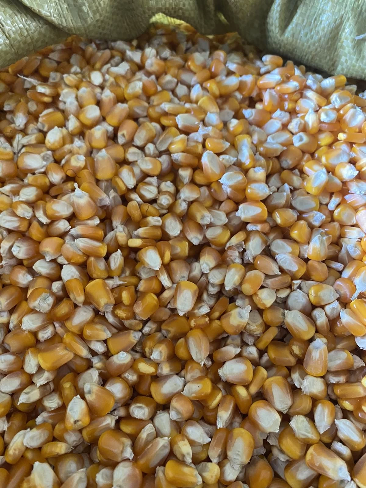 Buy Yellow Maize from Company - Aye Htike San Co.,LTD, Myanmar ...