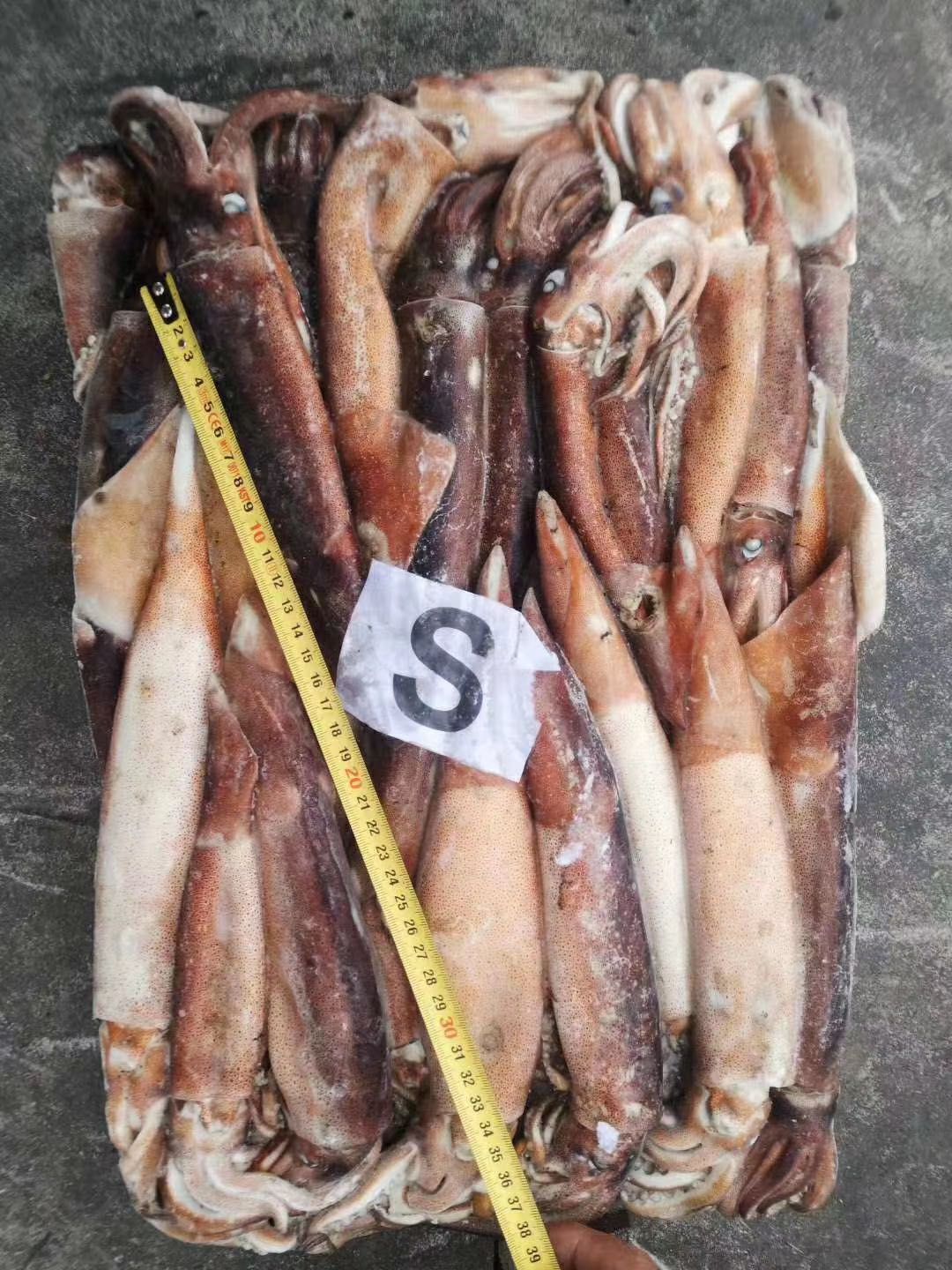 Buy Illex Squid/ Squid Ring/squid Tube/giant Squid Clean Tentacles from ...